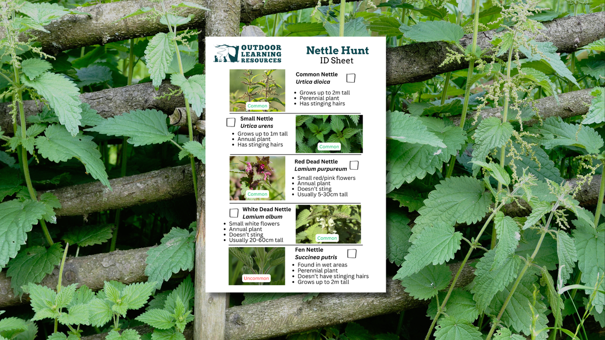 Nettle Hunt - ID Sheet Download – Outdoor Learning Resources