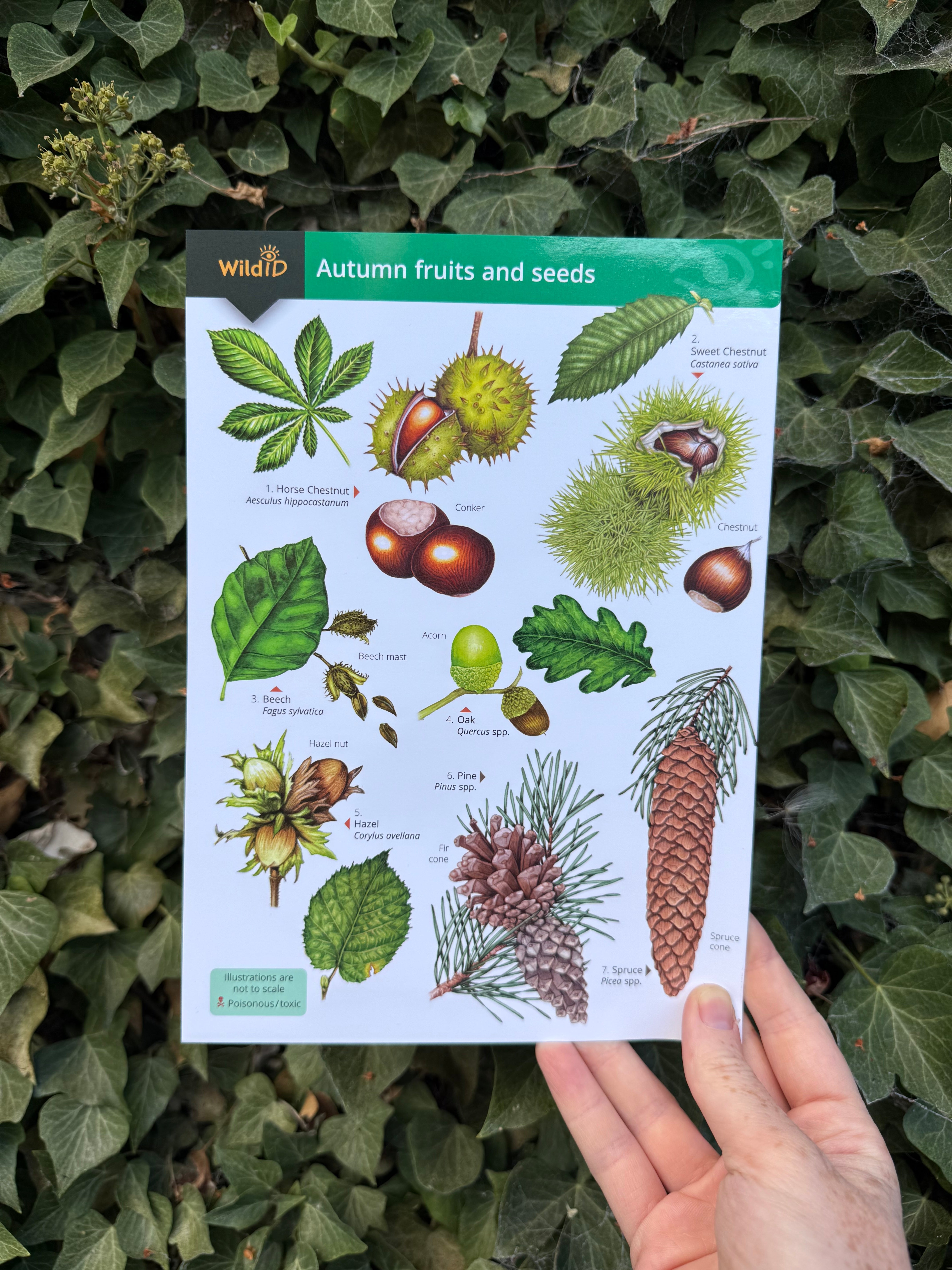 Autumn Fruits and Seeds ID Guide – Outdoor Learning Resources