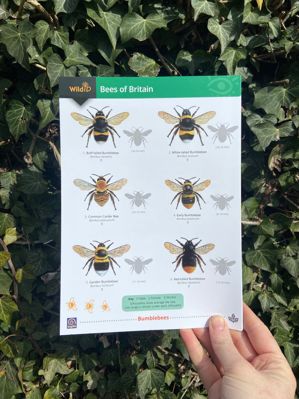 Bees of Britain ID Guide – Outdoor Learning Resources