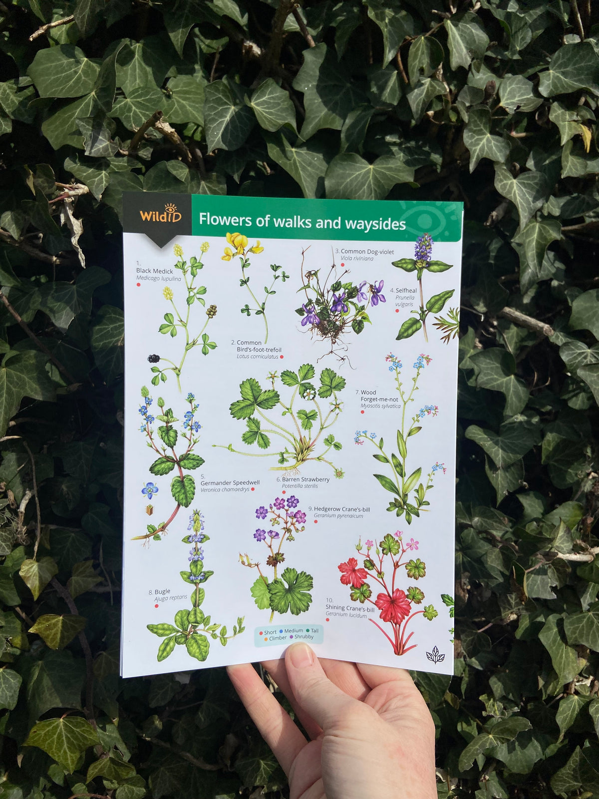 Flowers of Walks and Waysides ID Guide – Outdoor Learning Resources