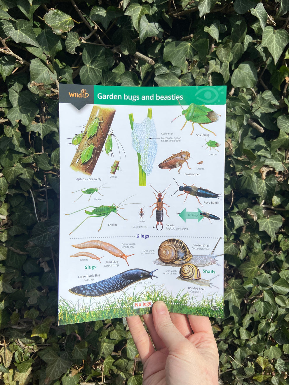 Garden Bugs and Beasties ID Guide – Outdoor Learning Resources