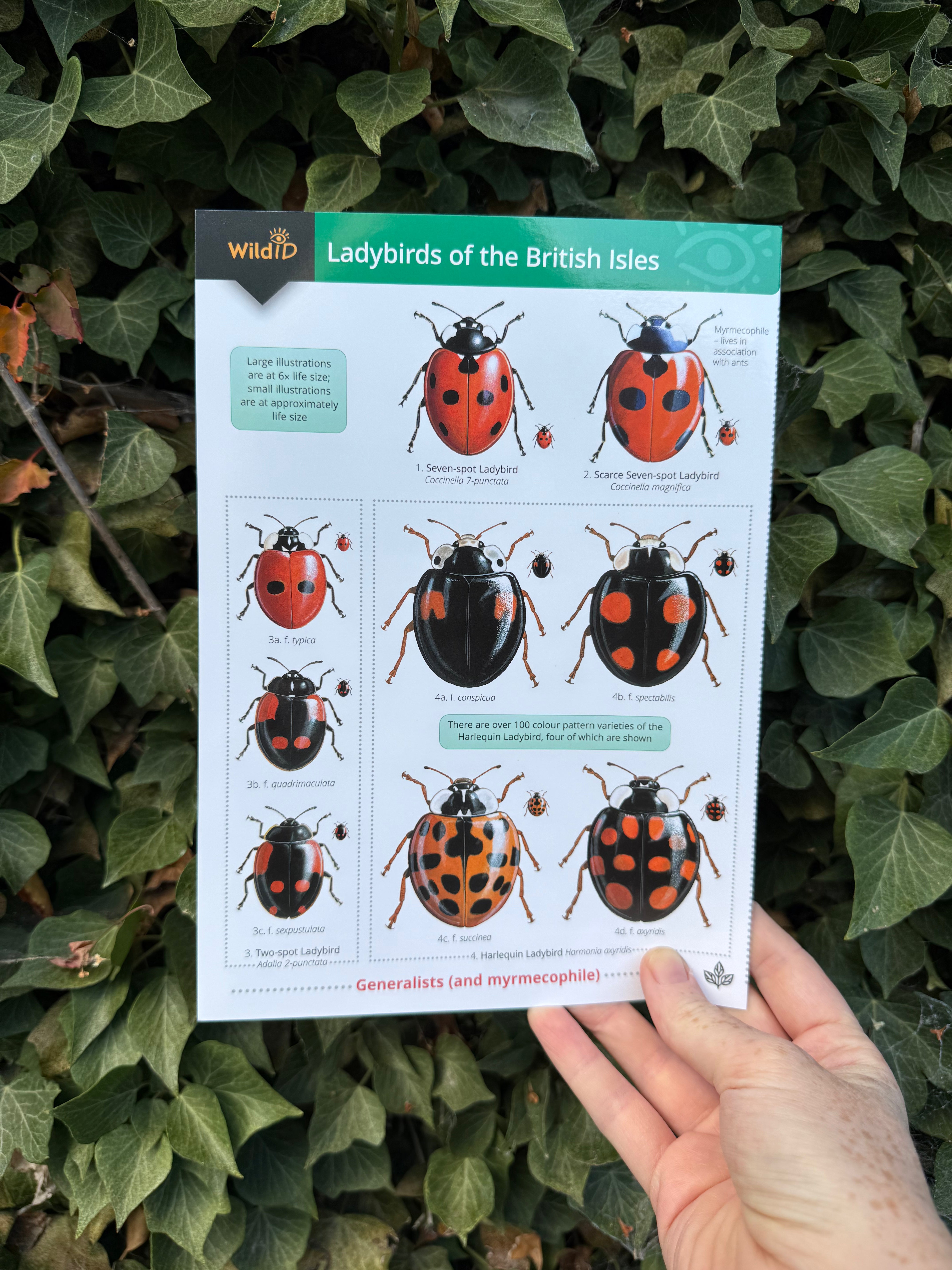 Ladybirds ID Guide – Outdoor Learning Resources