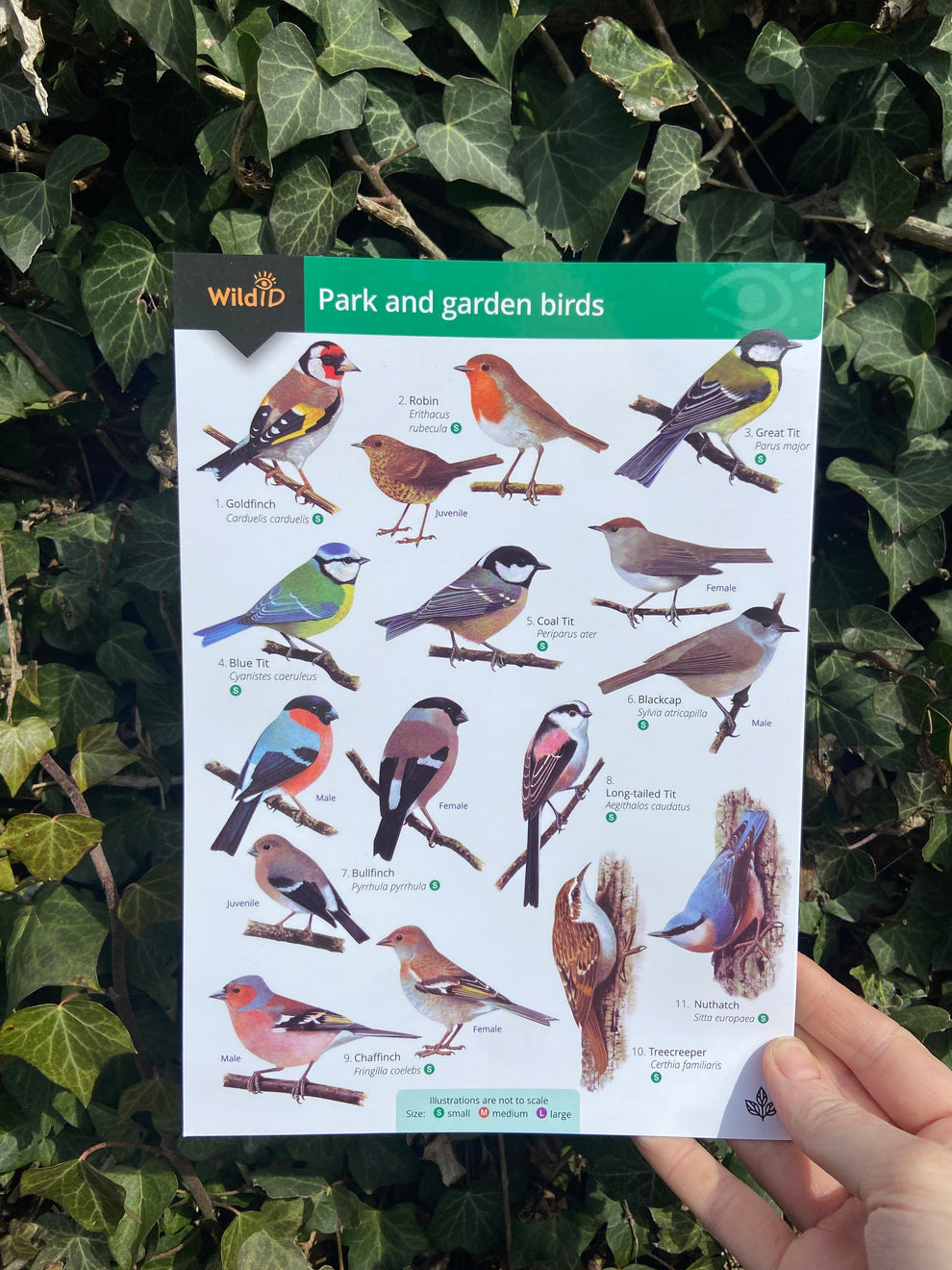 Park and Garden Birds ID Guide – Outdoor Learning Resources