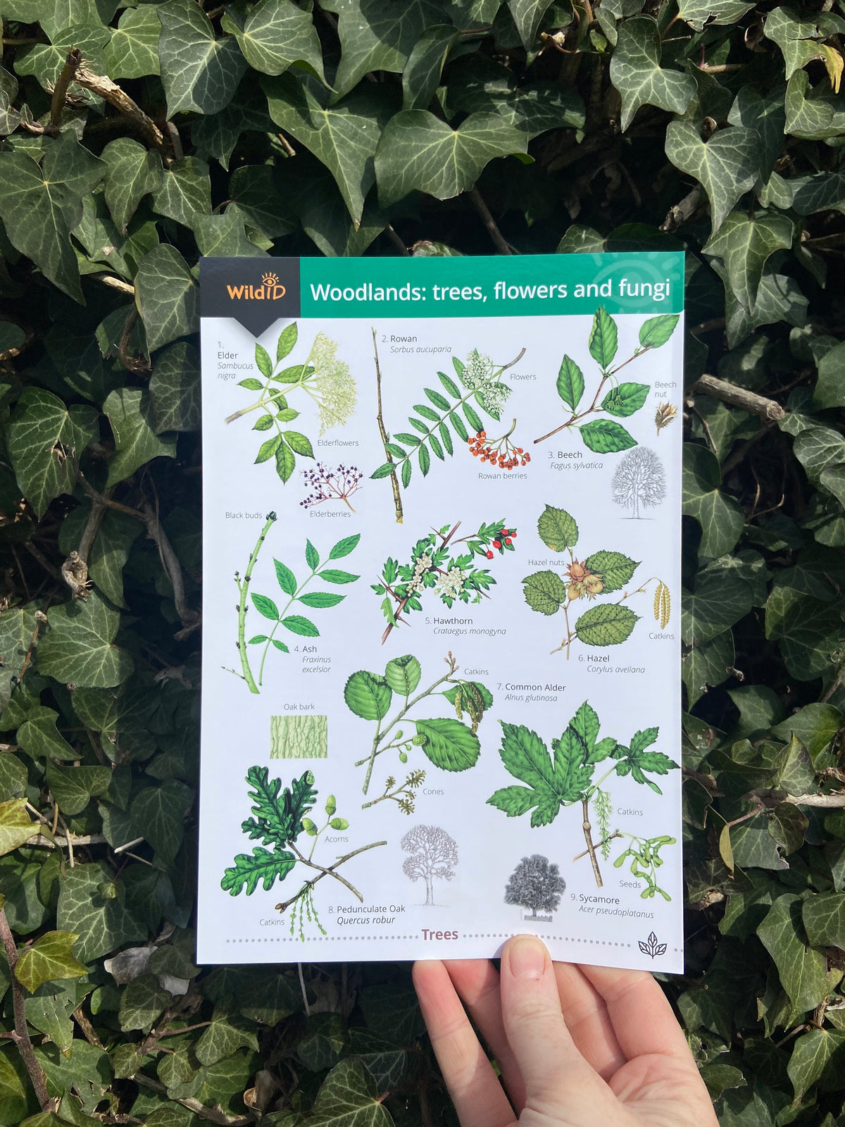 Woodland Trees, Flowers and Fungi ID Guide – Outdoor Learning Resources